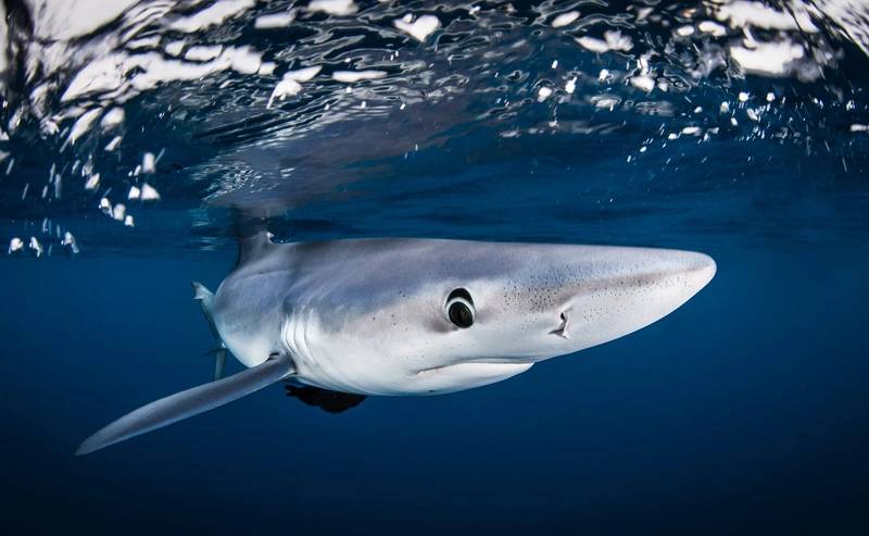 EU Improves Shark Trade Monitoring