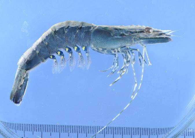 Invasive Species: Asian Tiger Shrimp Causing Concerns