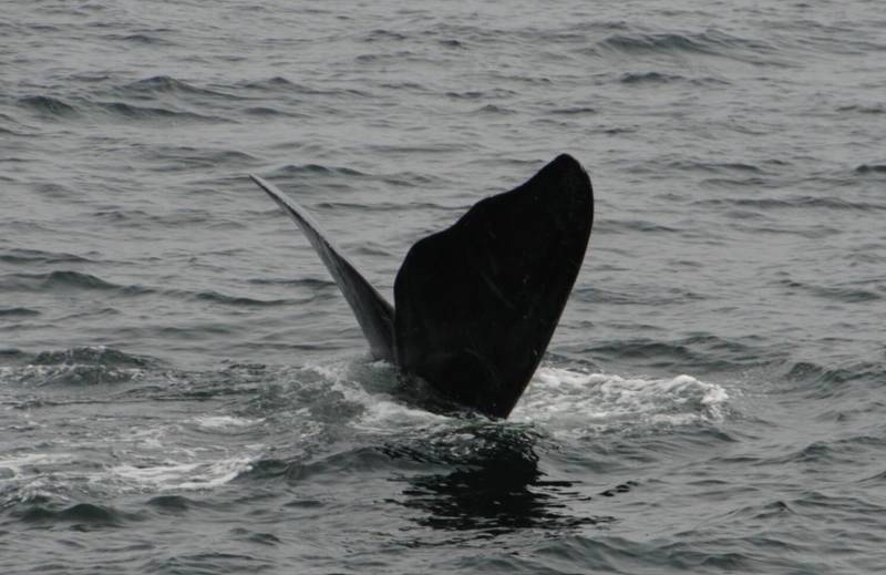 Scientists Unveil New Names for 18 North Atlantic Right Whales