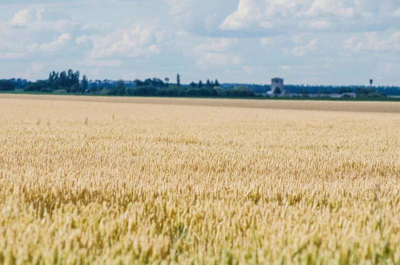 Ukraine Barley Exports to Saudi Arabia Jump in July