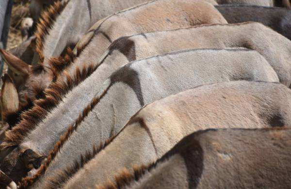 African Union Bans Donkey Skin Trade