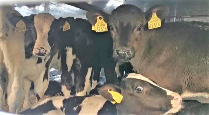 NGOs Again Urge EU to Stop Unweaned Calf Transport by Sea
