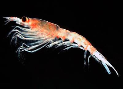 Krill