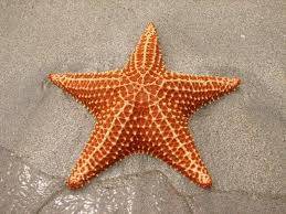 Starfish - Maritime Logistics Professional