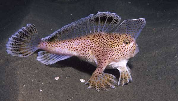 Spotted Handfish - Maritime Logistics Professional